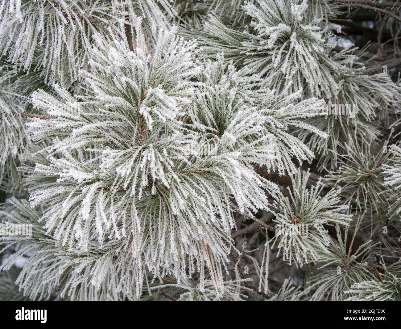 Ponderosa Pine Tree Snow
