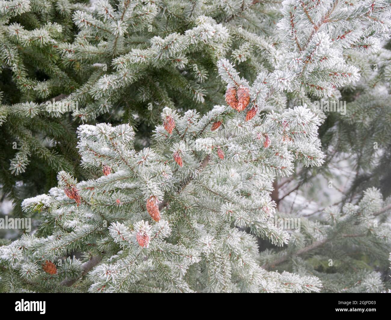 Snow covered pine trees in winter Stock Photo - Alamy