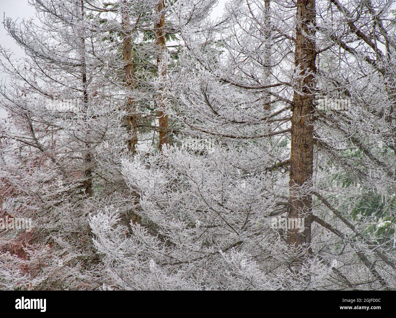 Snow covered trees in winter Stock Photo - Alamy
