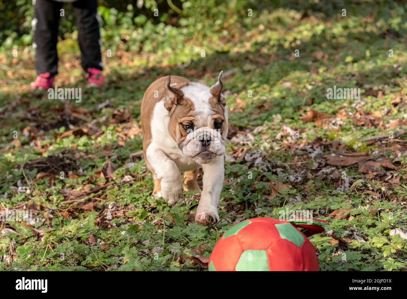 Six month old English Bulldog chasing after a thrown ball in her ...