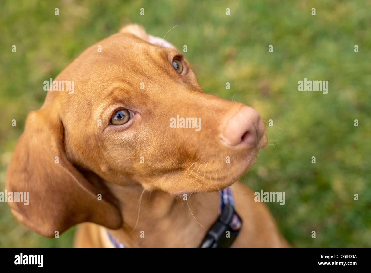 Vizsla face hi-res stock photography and images - Alamy