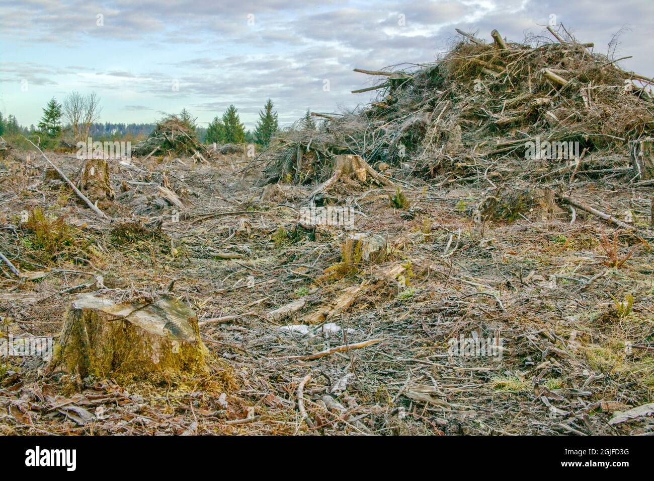 Clearcutting logging slash hi-res stock photography and images - Alamy