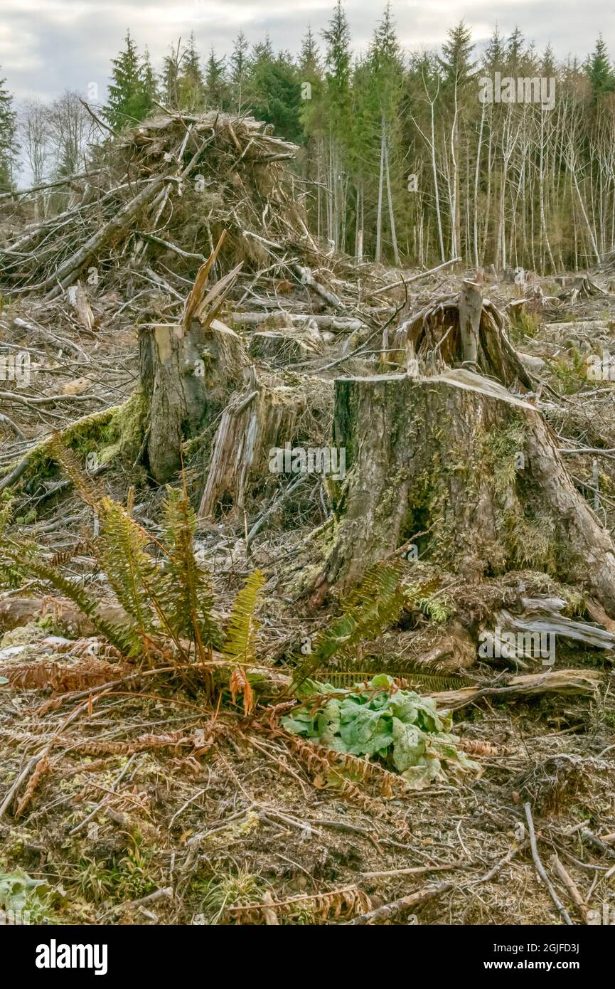 Harvesting residue hi-res stock photography and images - Alamy