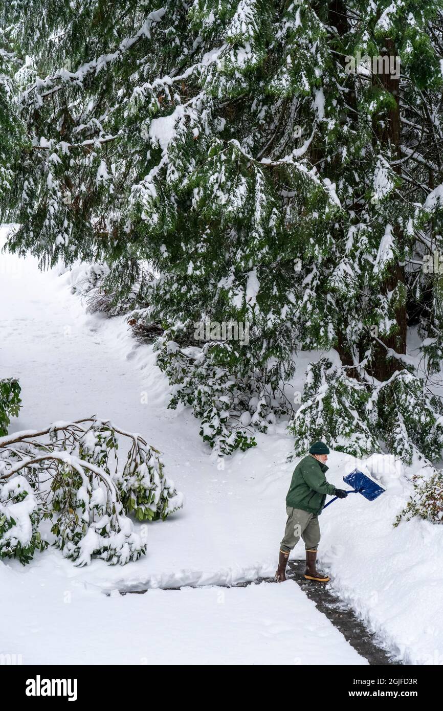 Issaquah, Washington, USA. Mature man shoveling deep snow in his ...