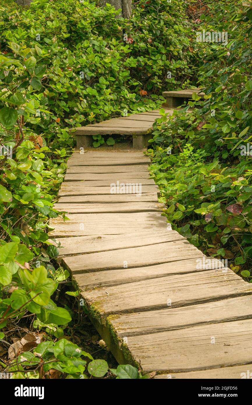 Makah Indian Reservation near Neah Bay, Washington, USA. Wooden pathway ...