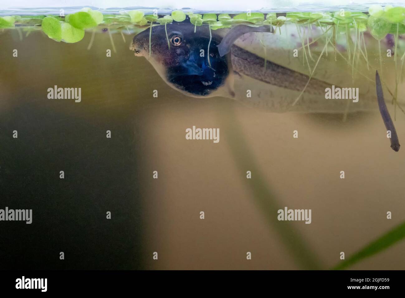 Issaquah, Washington, USA. A Pacific Tree Frog tadpole which has ...