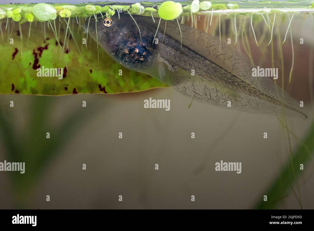 A Pacific Tree tadpole emerges from an egg and breathes through gills ...