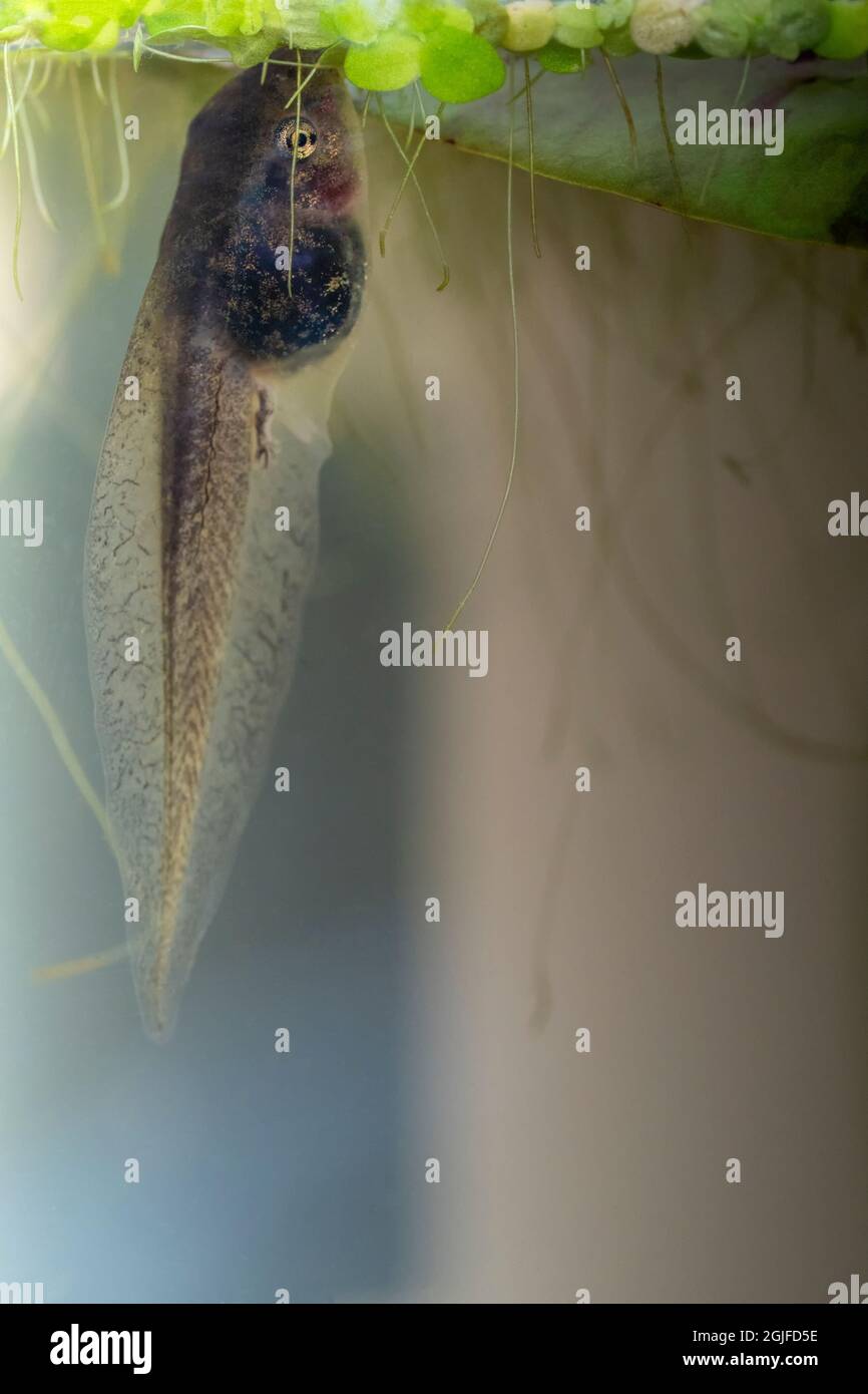 A Pacific Tree Tadpole Emerges From An Egg And Breathes Through Gills And Has A Tail This