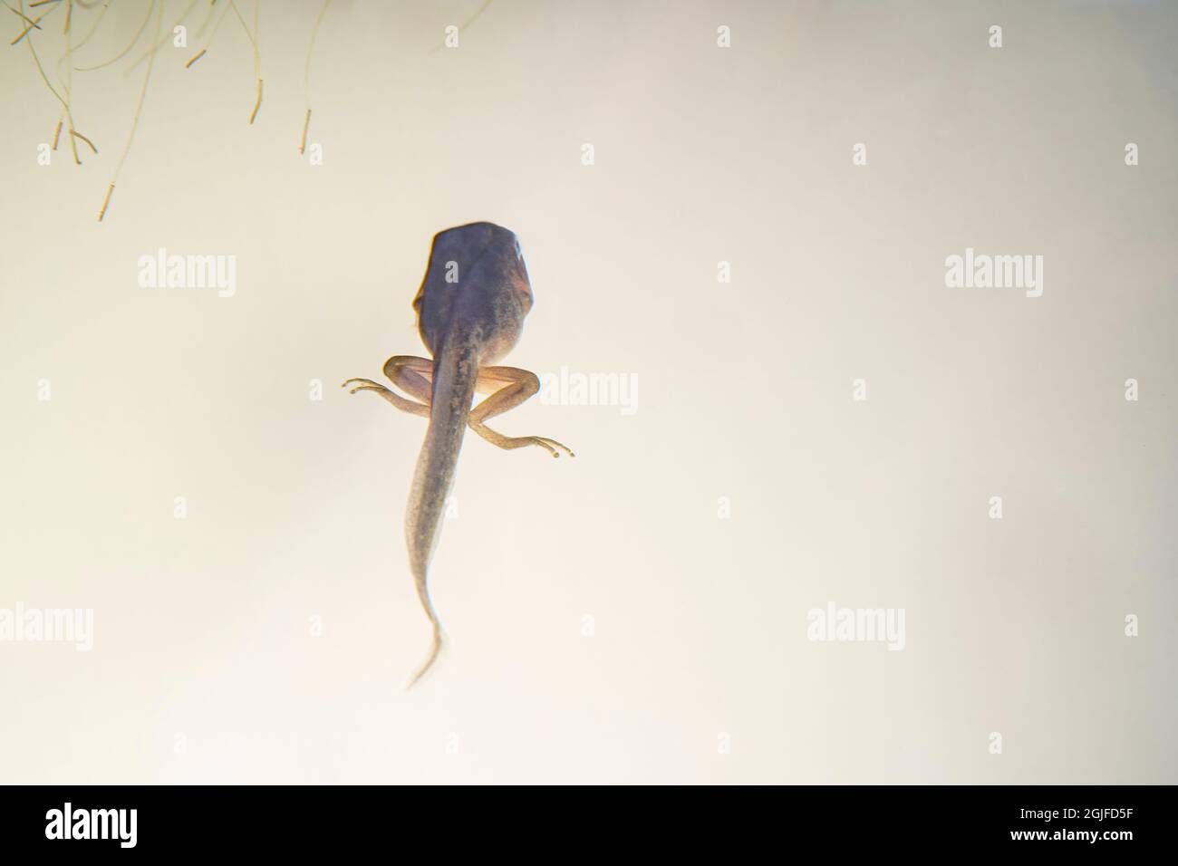 Tadpoles With Legs And Arms