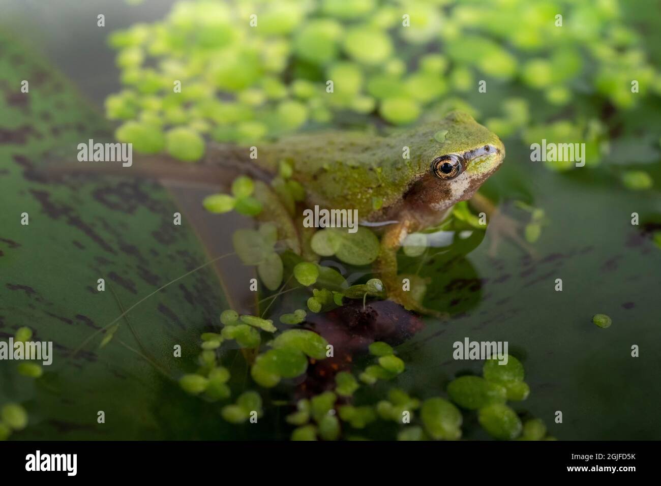 A Pacific Tree tadpole which has sprouted legs and arms, but still has ...