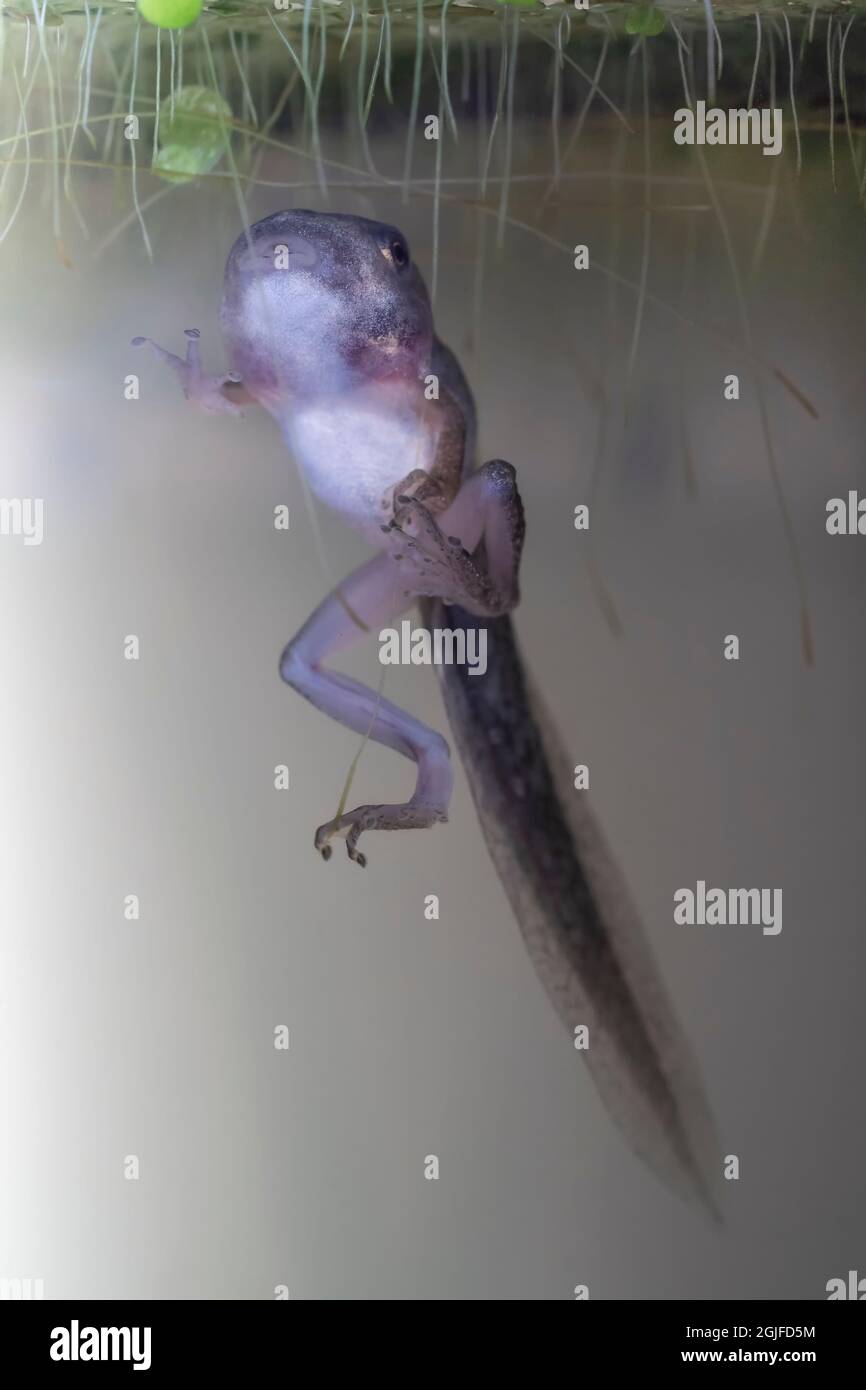 A Pacific Tree tadpole which has sprouted legs and arms, but still has ...
