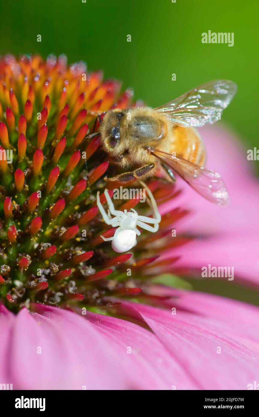 Ratibida pinnata hi-res stock photography and images - Alamy