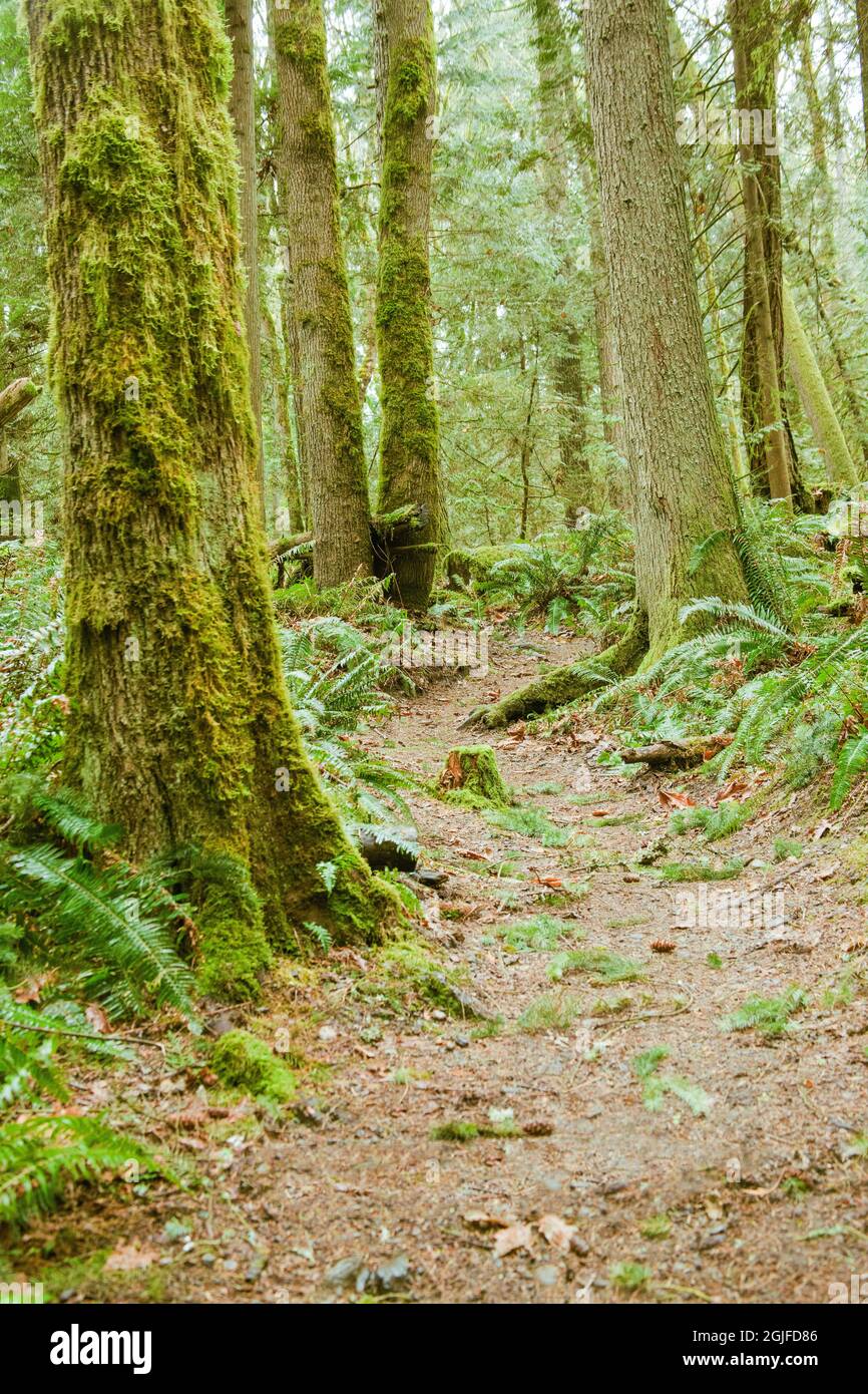Issaquah, Washington, USA. Western Sword fern along a path in a ...