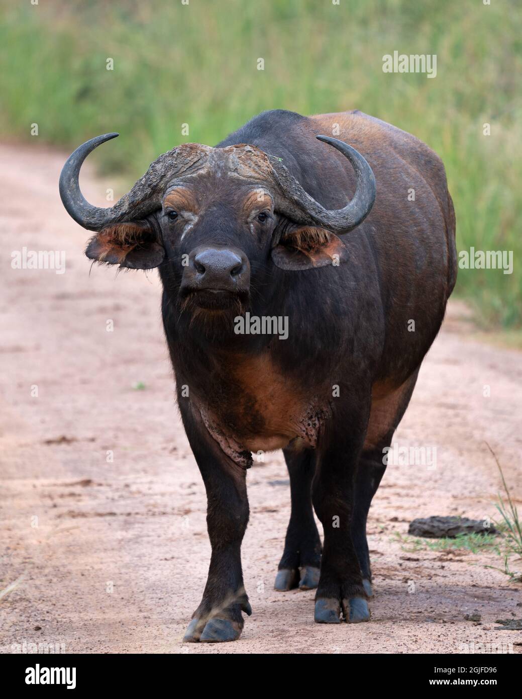 African buffalo (Syncerus caffer), National Parks of Uganda Stock Photo ... African buffalo (Syncerus caffer), National Parks of Uganda Stock Photo ...