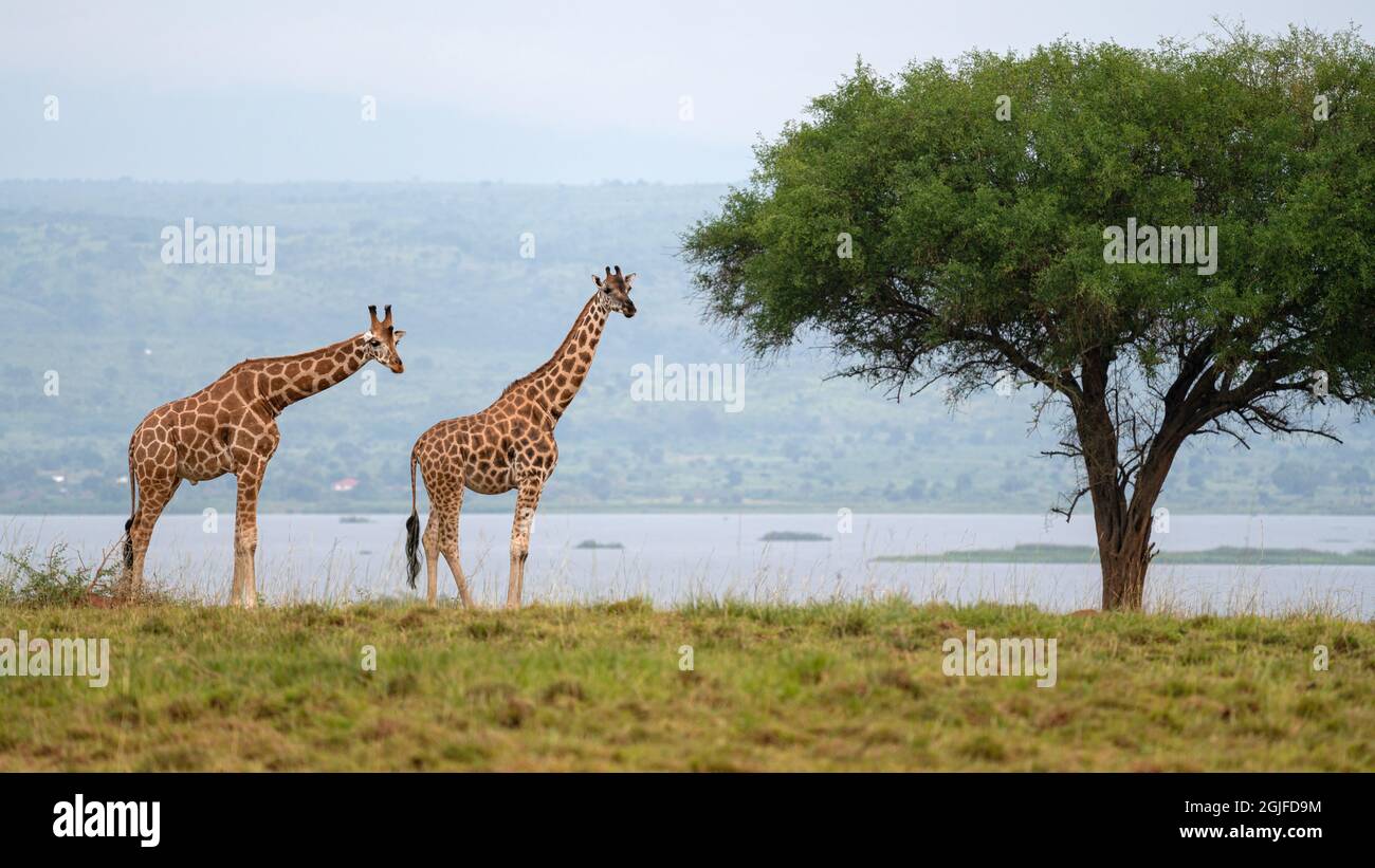 Ugandan national parks uganda hi-res stock photography and images - Alamy