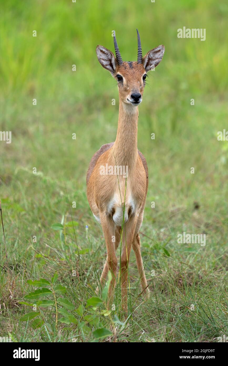 Oribi (Ourebia Ourebi), Murchison Falls National Park, Uganda Stock ...