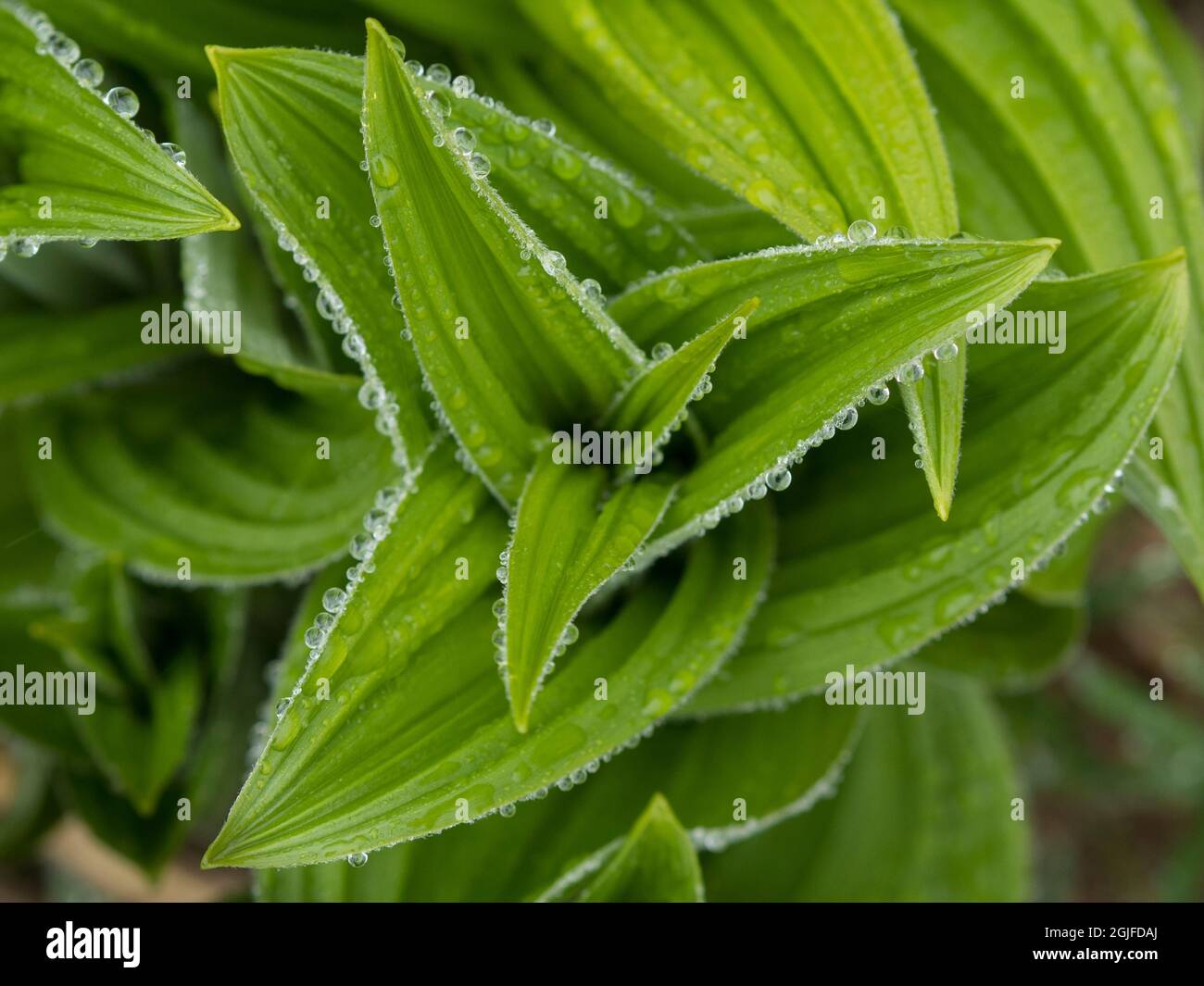 John cabbage hi-res stock photography and images - Alamy