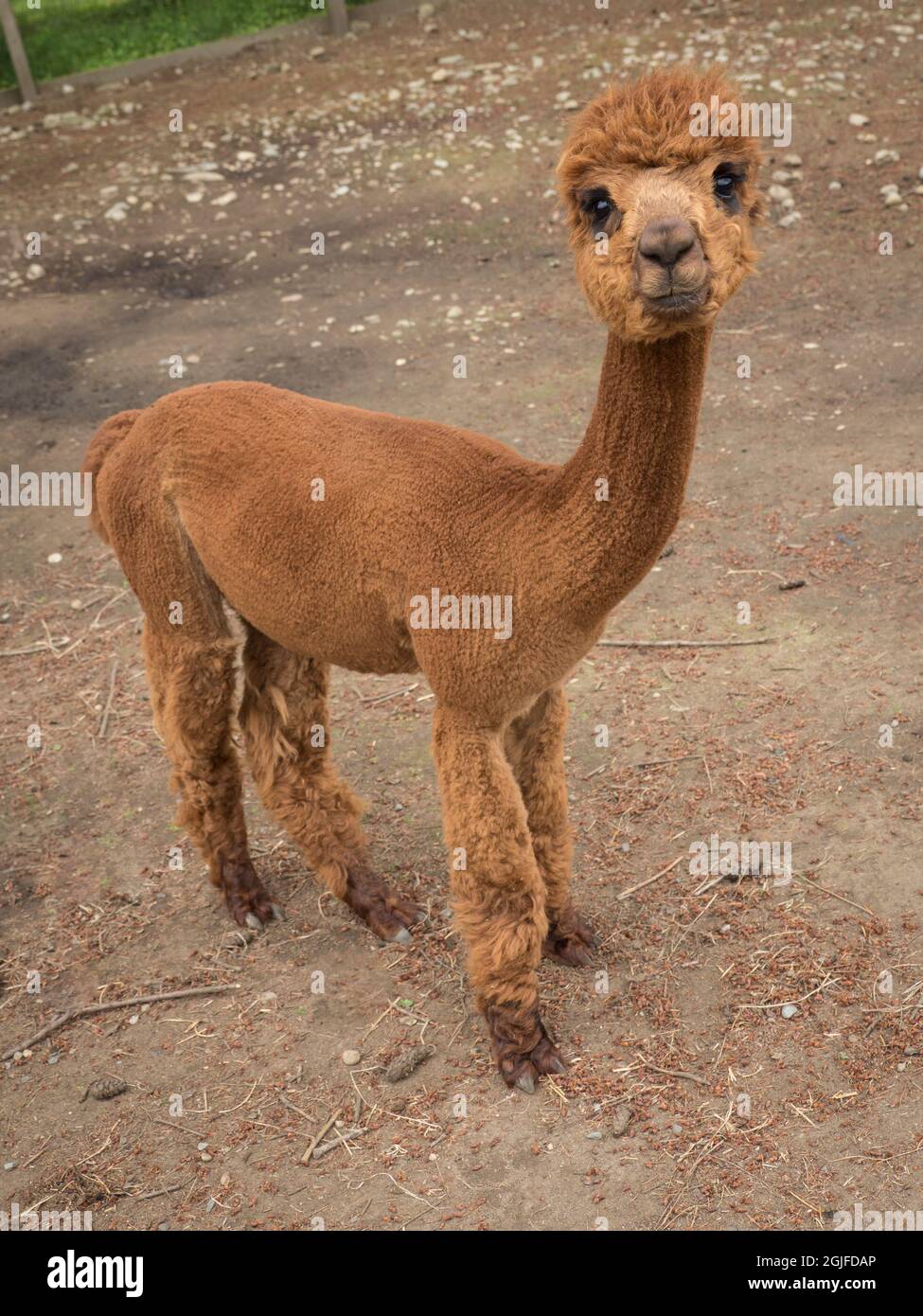 Baby alpaca images hi-res stock photography and images - Alamy
