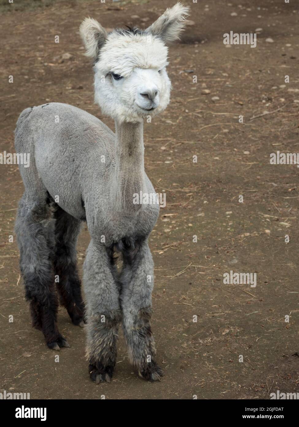Baby alpaca images hi-res stock photography and images - Alamy