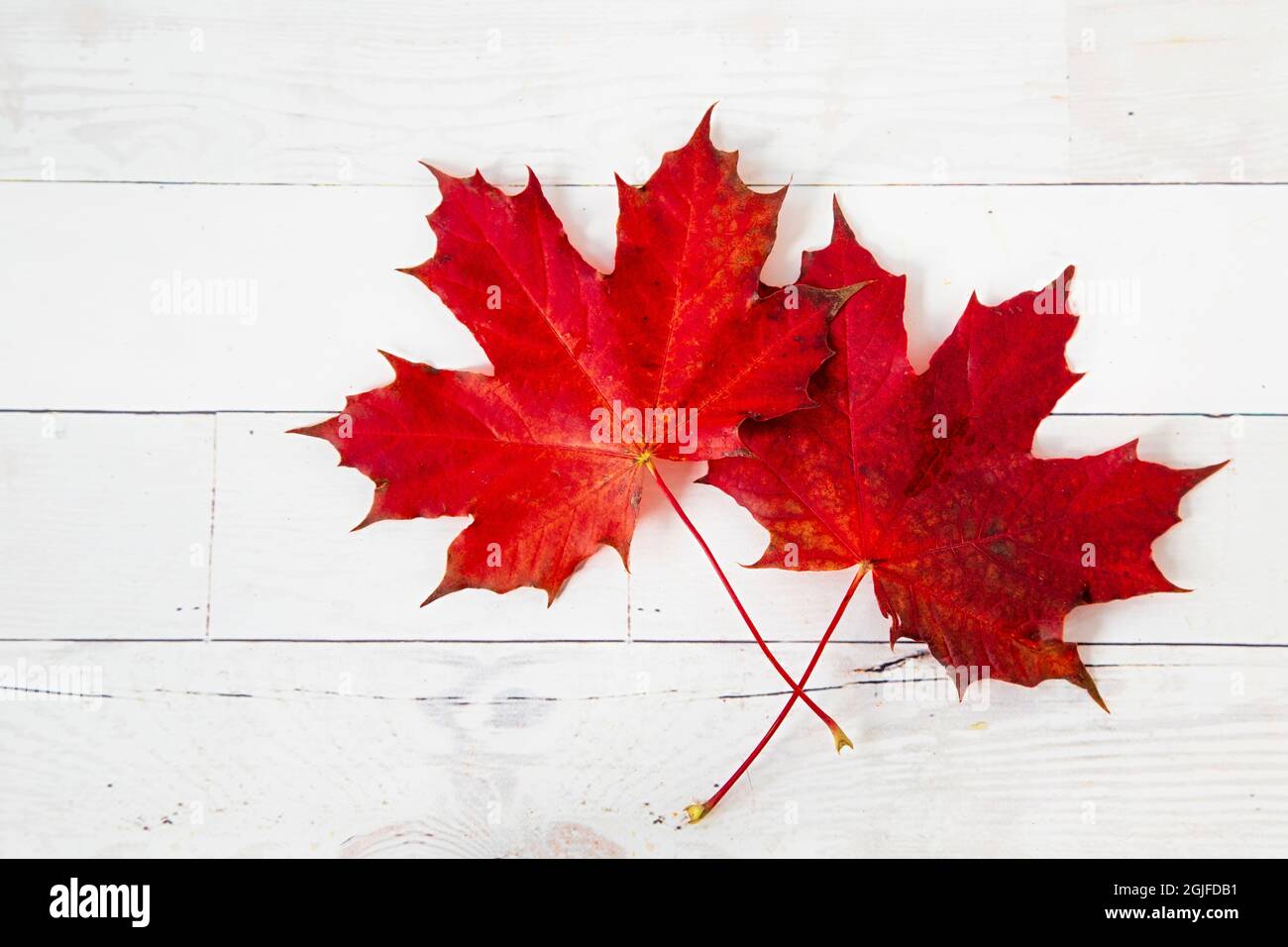 Fall maple leaves on a white background Stock Photo - Alamy