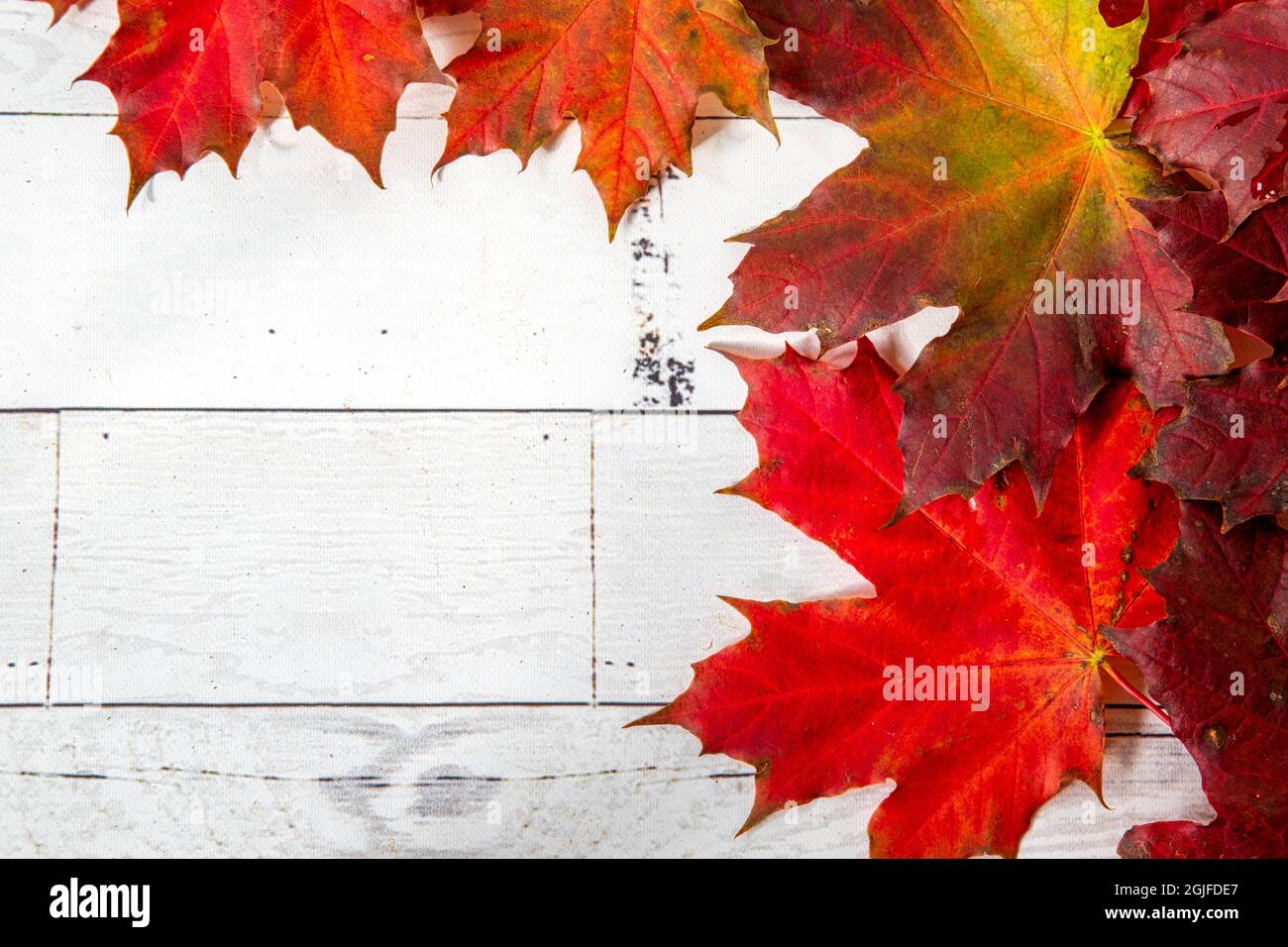 Fall maple leaves on a white background Stock Photo - Alamy