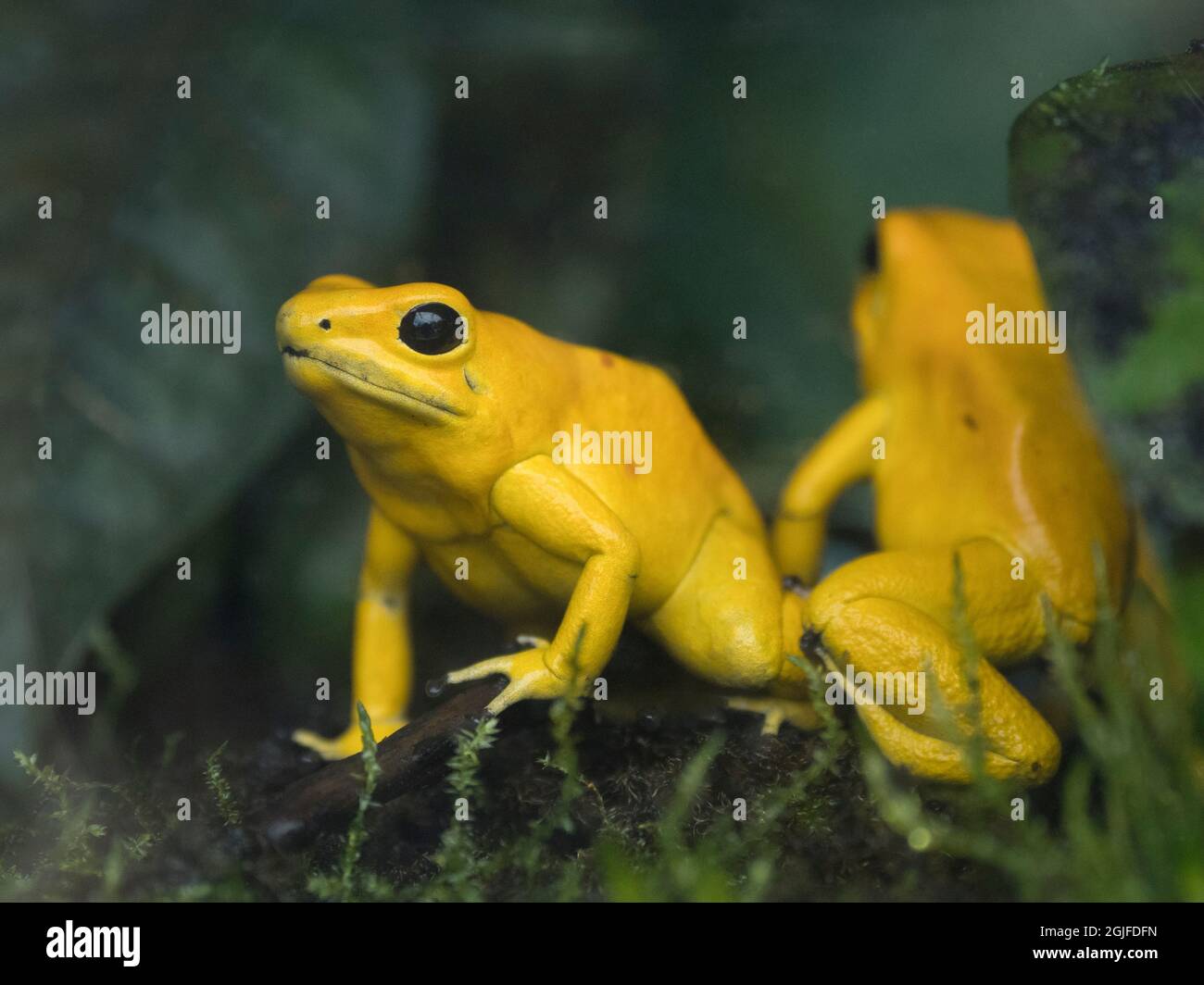 Usa, Washington State, Tacoma, Point Defiance Zoo, pair of endangered ...