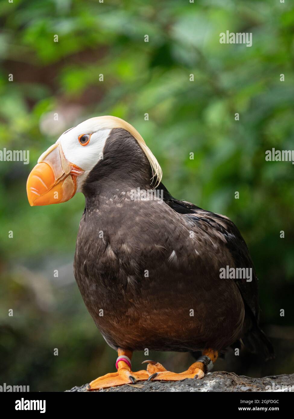Usa, Washington State, Tacoma, Point Defiance Zoo, puffin Stock Photo ...