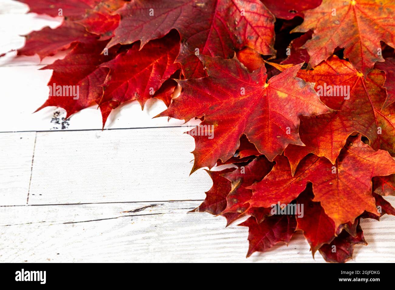 Fall maple leaves on a white background Stock Photo - Alamy