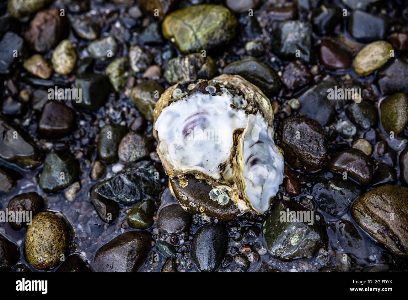 USA, Washington State, Seabeck. Oyster shell and barnacles on a pebble ...