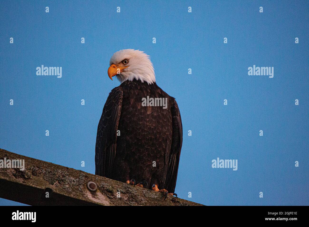 USA, Washington State, Mount Vernon. Bald eagle Stock Photo - Alamy