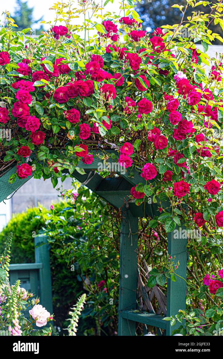 Rose arbor hi-res stock photography and images - Alamy
