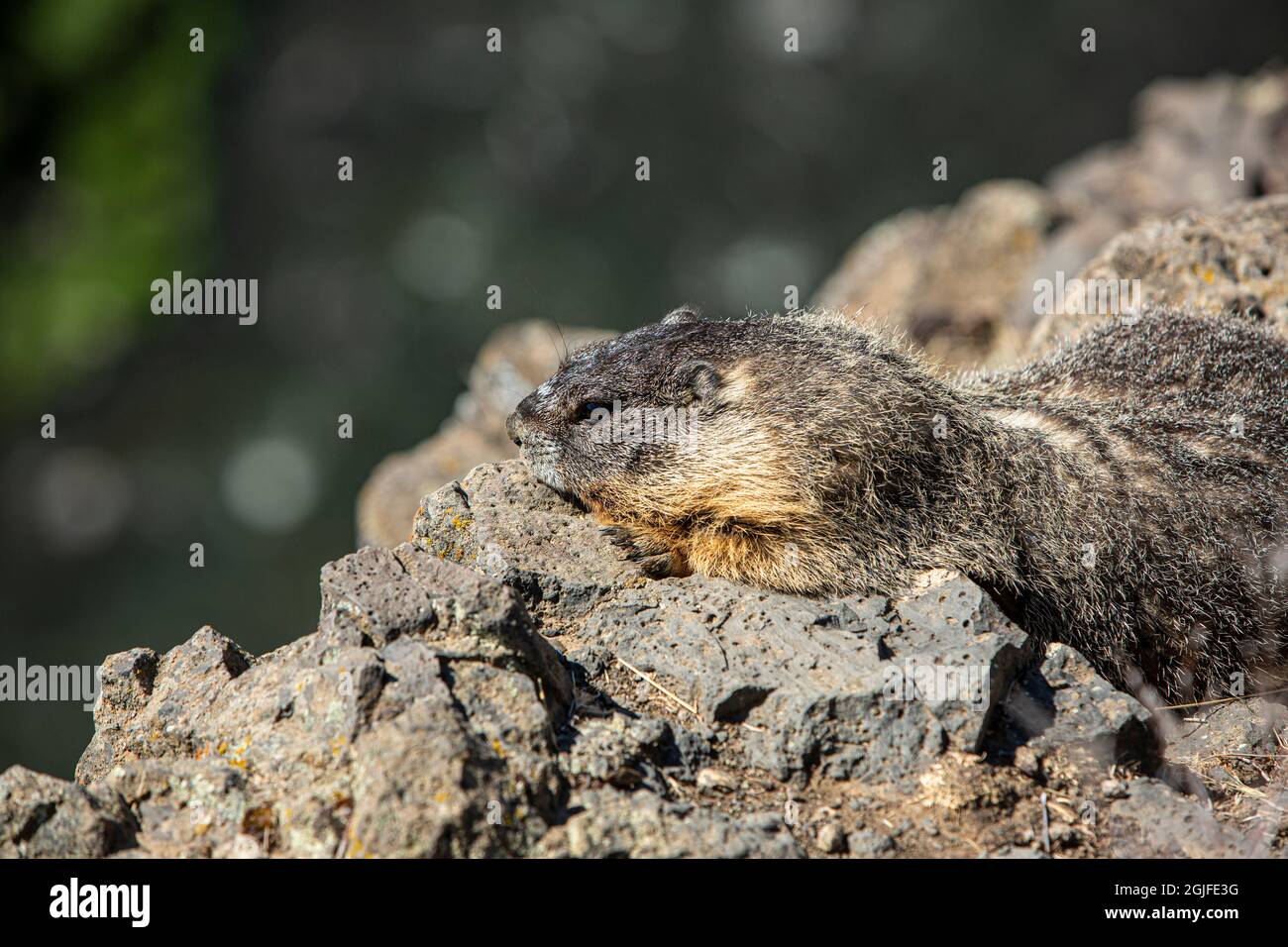 Palouse Falls State Park, Washington State, Marmot, beaver, animal ...