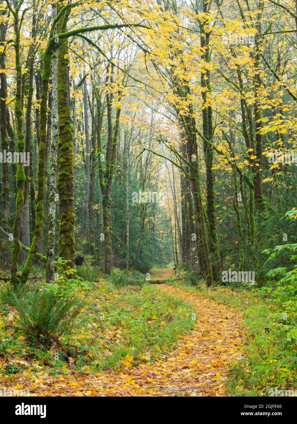 Tiger mountain hi-res stock photography and images - Alamy