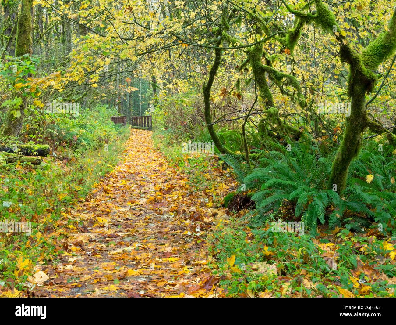 Wa tiger mountain state forest hi-res stock photography and images - Alamy