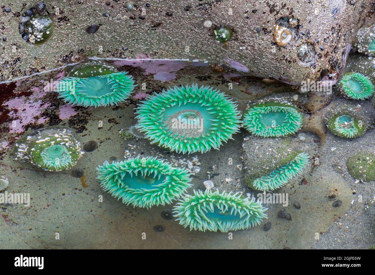 WA, Olympic National Park, Second Beach, Giant Green Anemones Stock ...