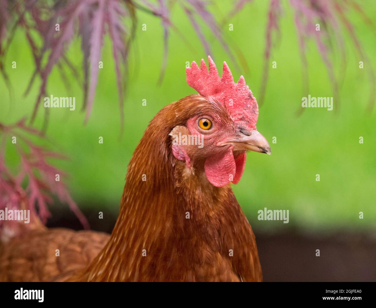 Washington State, ISA Brown chicken Stock Photo - Alamy