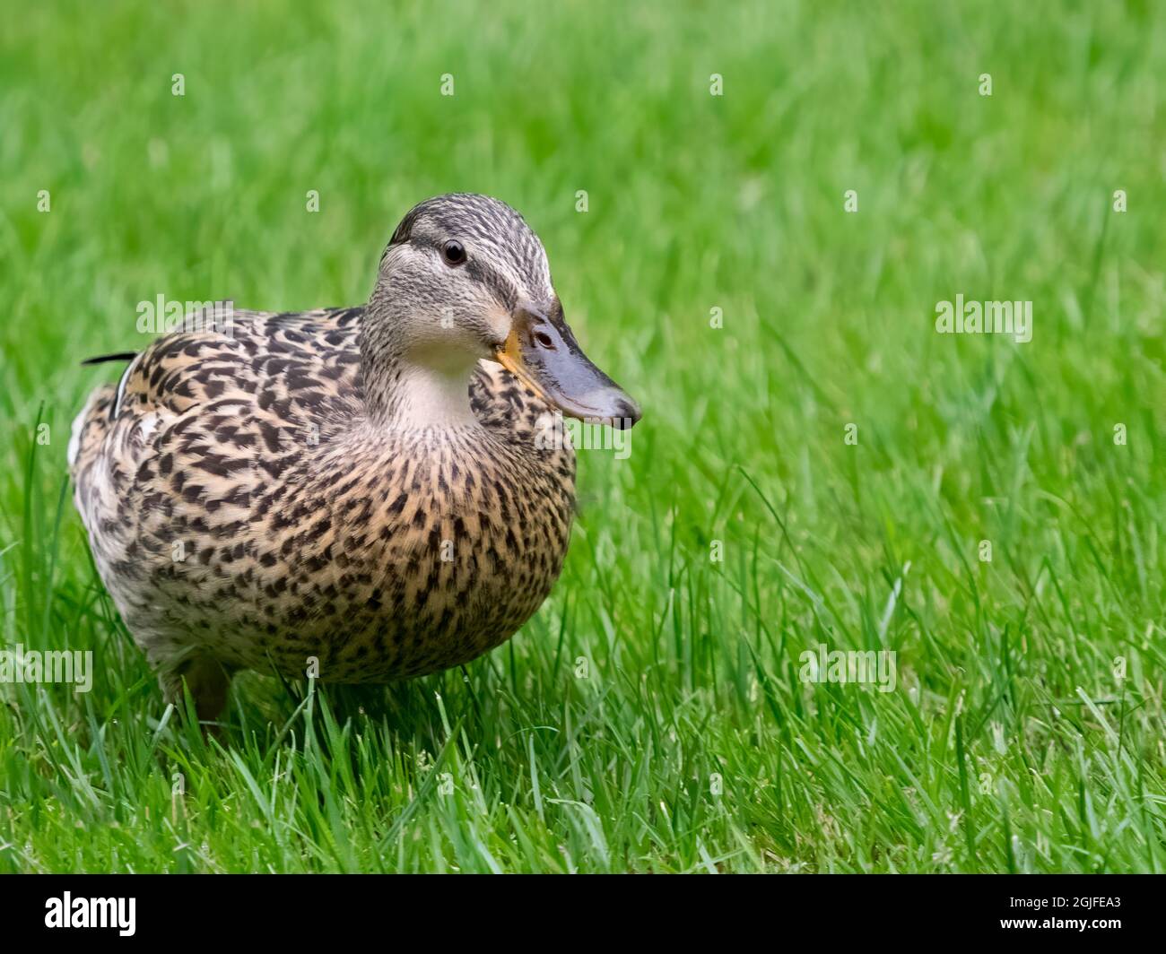 Washington State, Redmond. Female mallard duck Stock Photo - Alamy