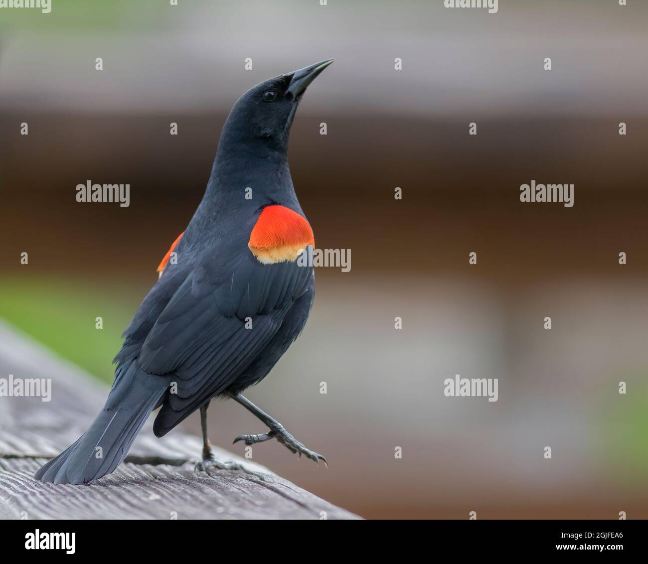 Washington state red winged blackbird hi-res stock photography and ...