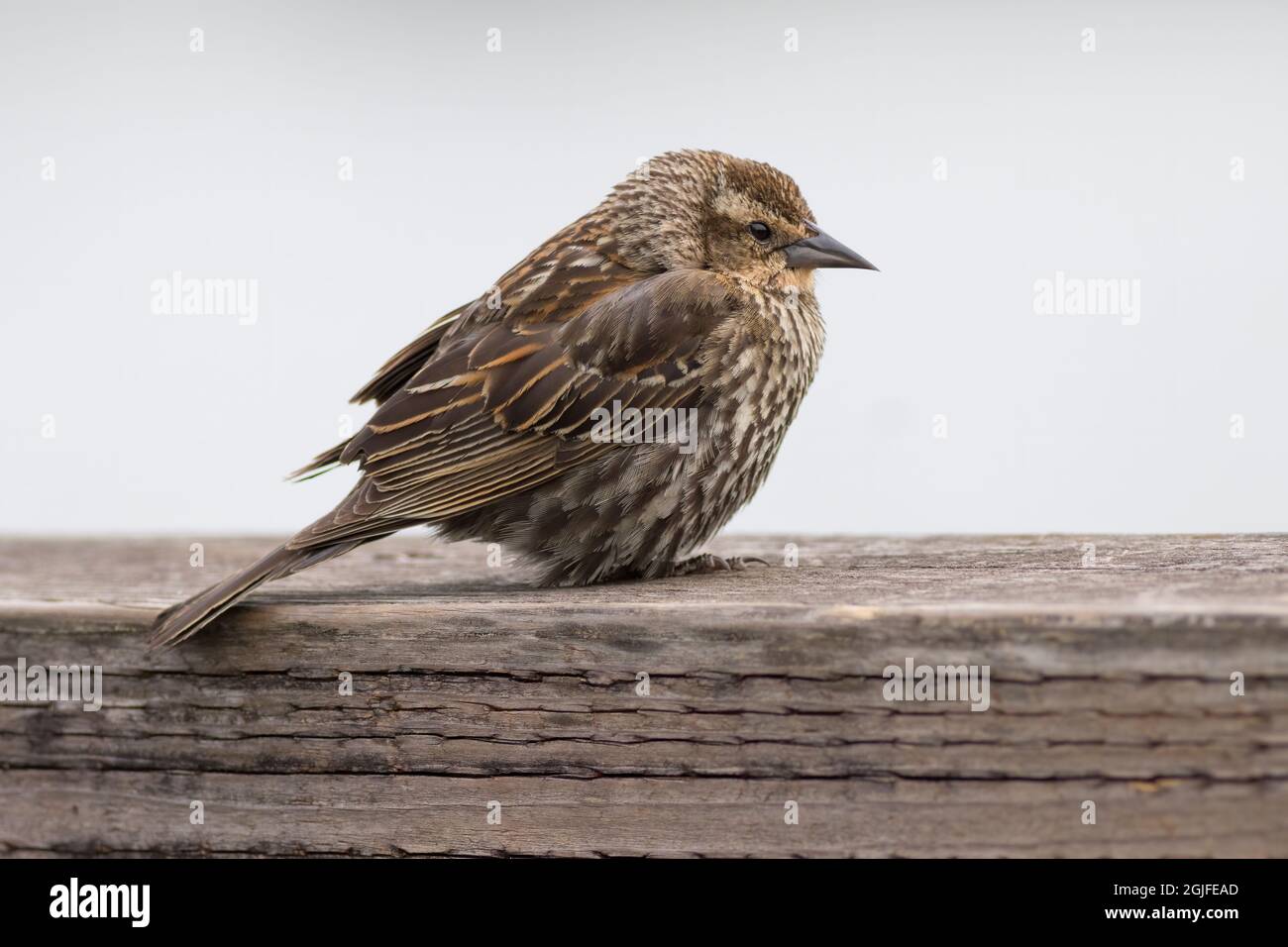 Baby red winged blackbird hi-res stock photography and images - Alamy