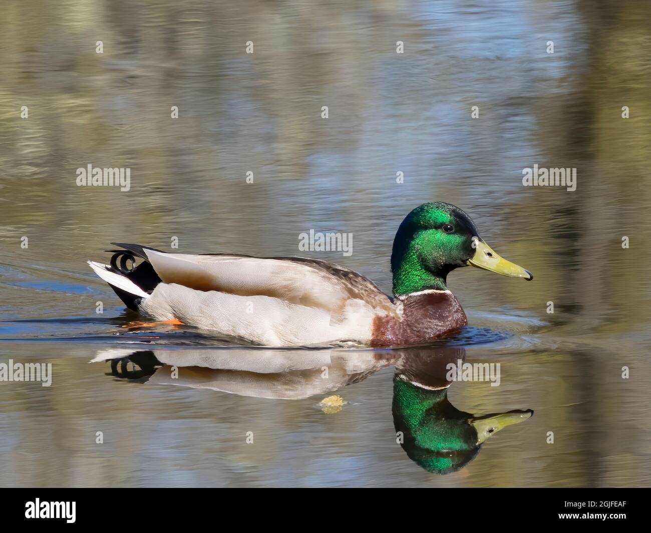 Washington State, Redmond, Lake Sammamish. Male mallard duck Stock ...