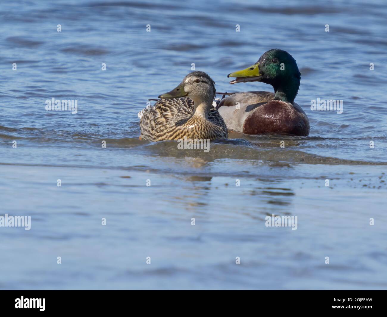 Redmond lake sammamish hi-res stock photography and images - Alamy