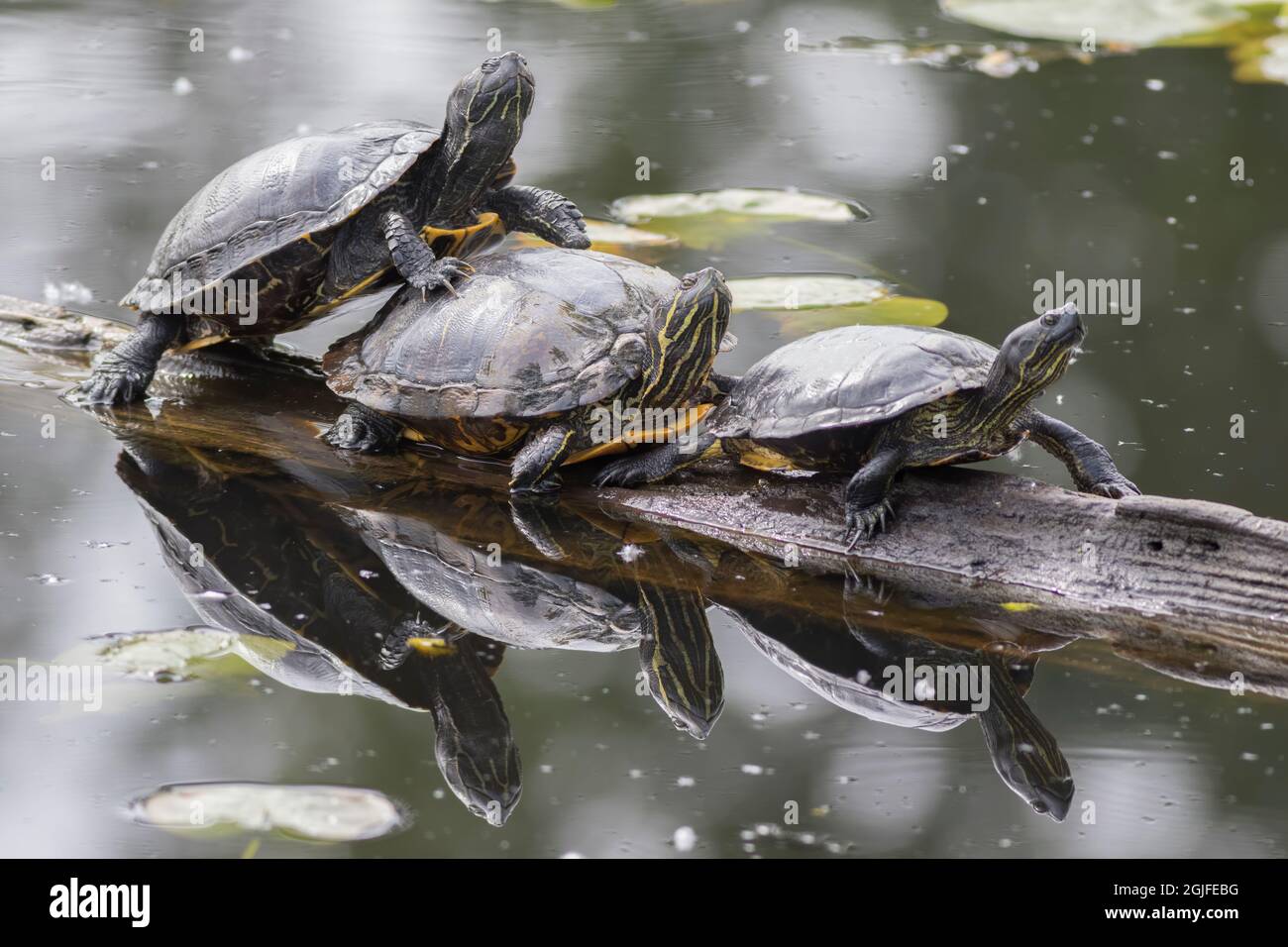 Washington State, Lake Washington. Painted turtles on log Stock Photo ...