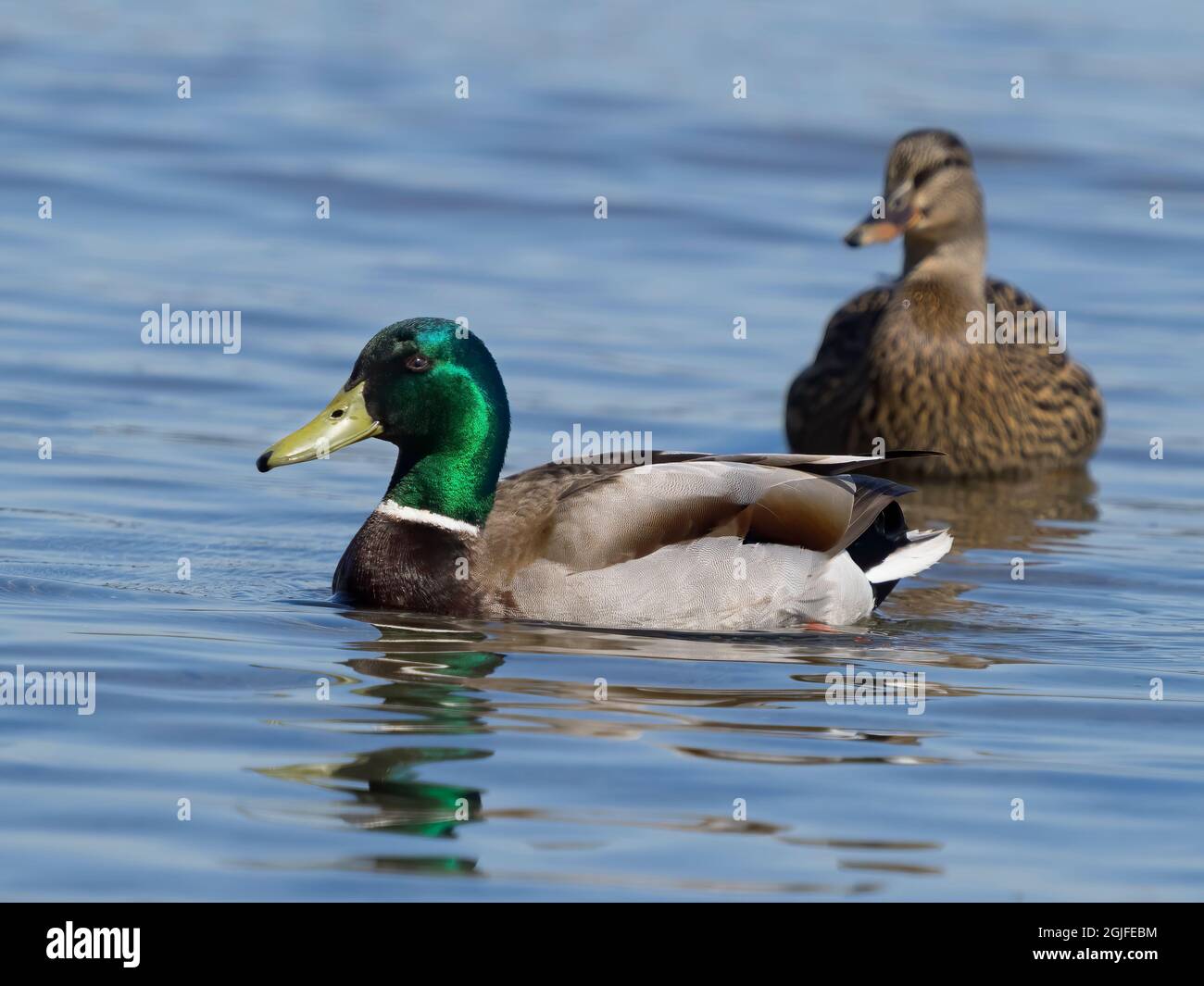 Mallard duck couple hi-res stock photography and images - Alamy