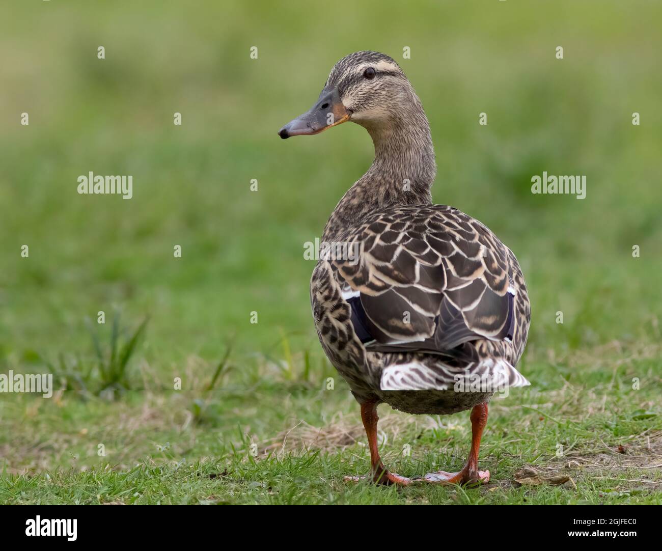 Washington State, Redmond. Female mallard duck Stock Photo - Alamy