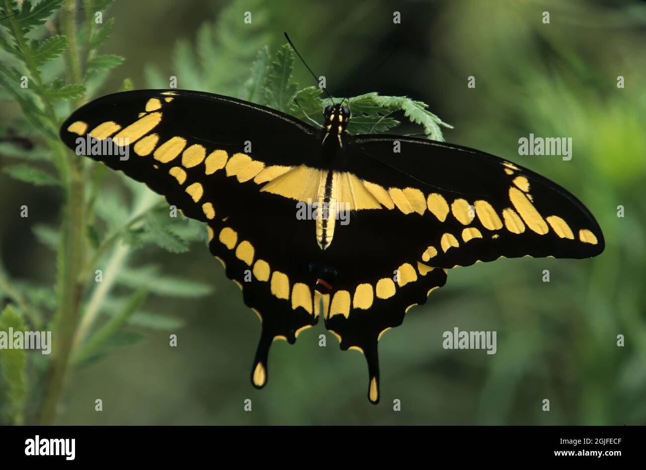 Washington State, Seattle. Butterfly, Giant Swallowtail, resting on ...