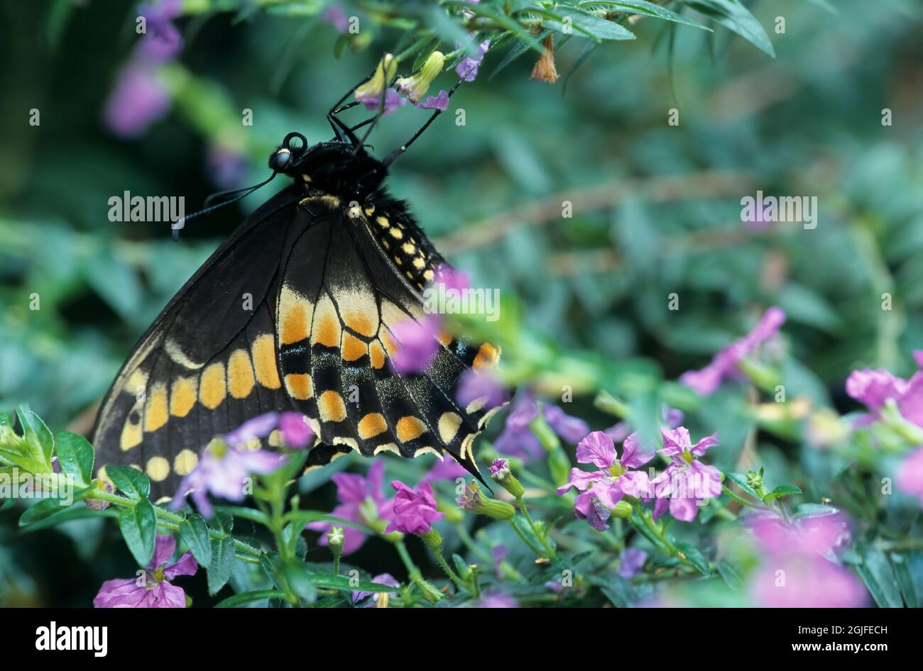 Eastern black swallowtail hi-res stock photography and images - Alamy