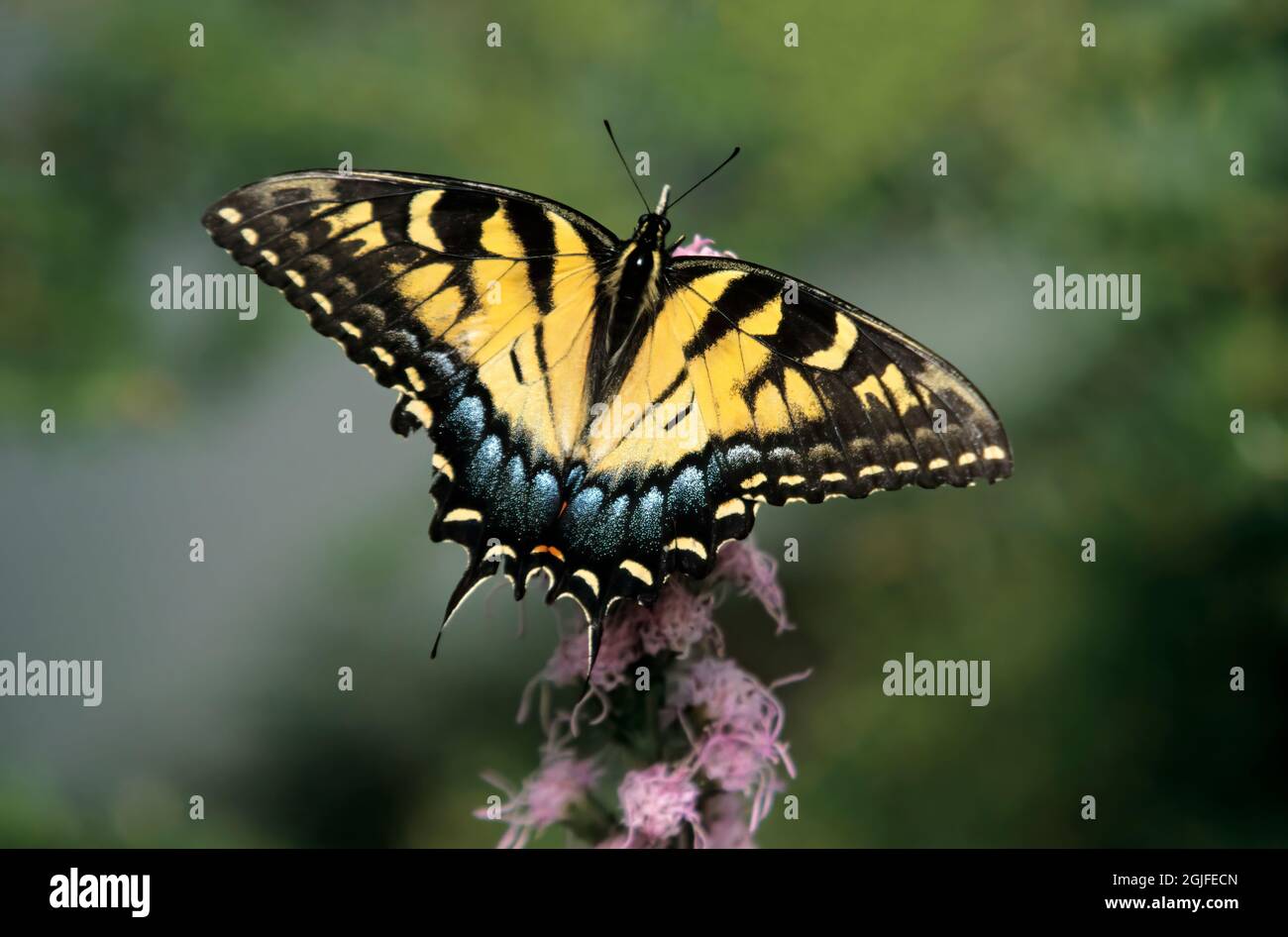 East tiger swallowtail hi-res stock photography and images - Alamy