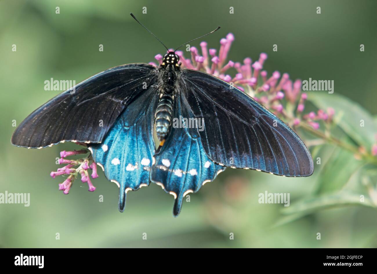 Washington State, Seattle. Butterfly, Pipevine Swallowtail Stock Photo ...