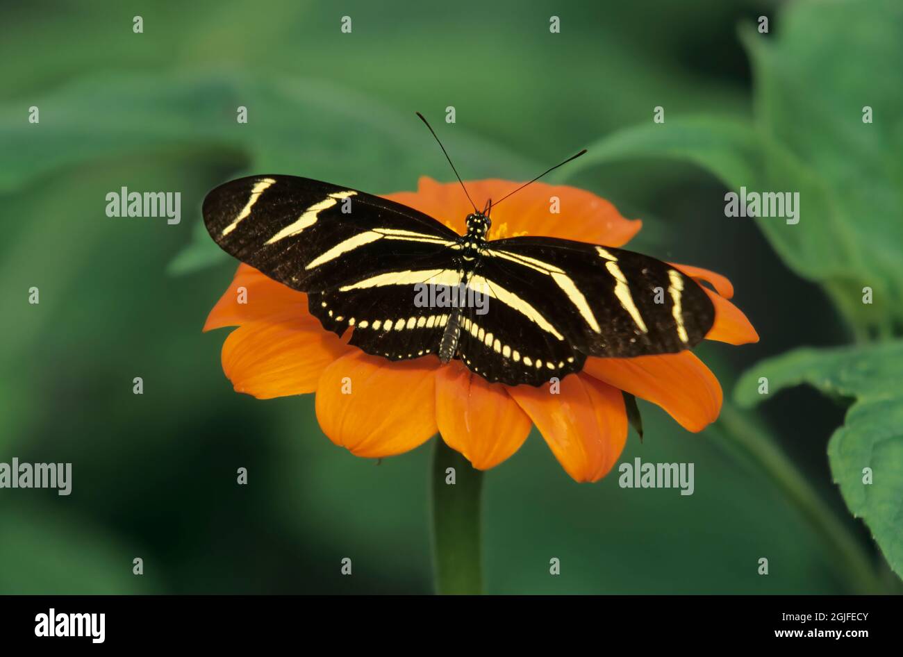 Washington State, Seattle. Butterfly, Zebra Longwing, feeding on ...