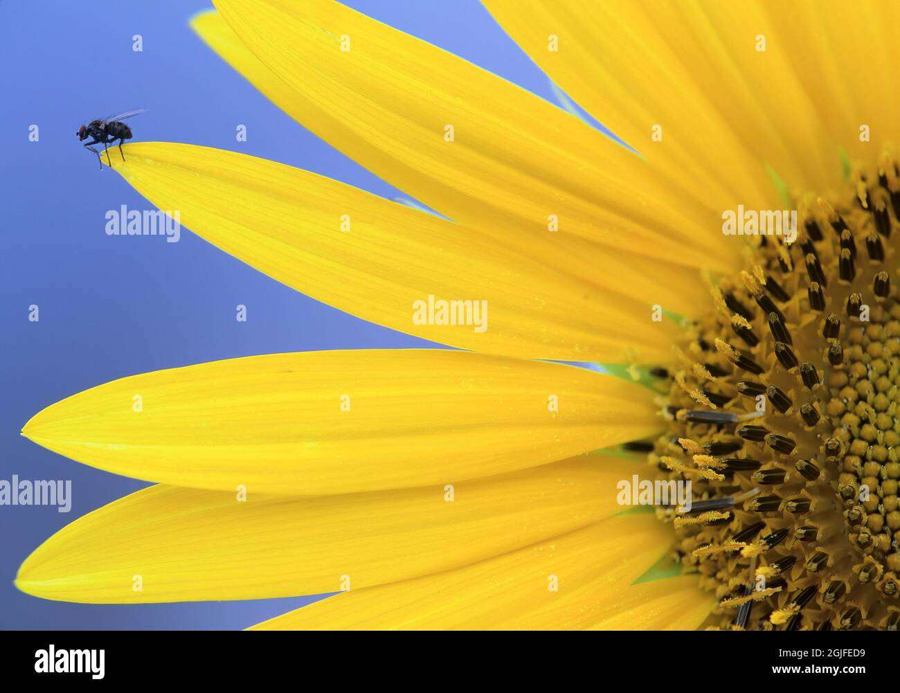 Washington State, Winthrop, sunflower and fly Stock Photo - Alamy